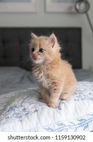 365 Buff kitten Images, Stock Photos & Vectors | Shutterstock