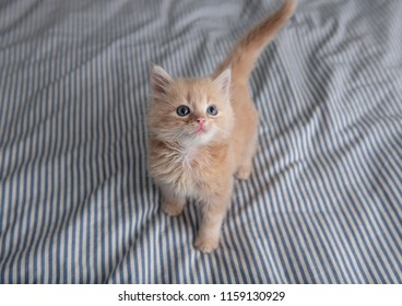 365 Buff kitten Images, Stock Photos & Vectors | Shutterstock