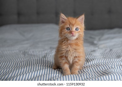 365 Buff kitten Images, Stock Photos & Vectors | Shutterstock