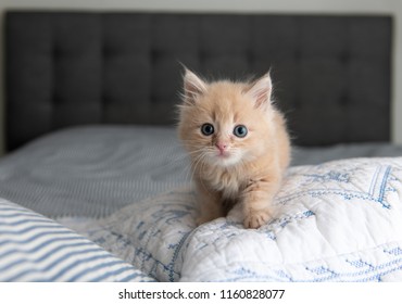 365 Buff kitten Images, Stock Photos & Vectors | Shutterstock
