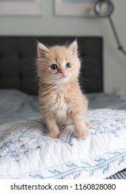 365 Buff kitten Images, Stock Photos & Vectors | Shutterstock