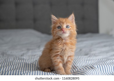 365 Buff kitten Images, Stock Photos & Vectors | Shutterstock