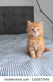 365 Buff kitten Images, Stock Photos & Vectors | Shutterstock
