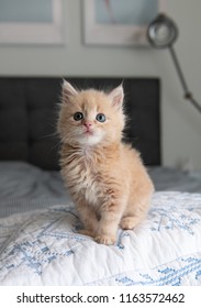 365 Buff kitten Images, Stock Photos & Vectors | Shutterstock