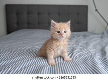 365 Buff kitten Images, Stock Photos & Vectors | Shutterstock