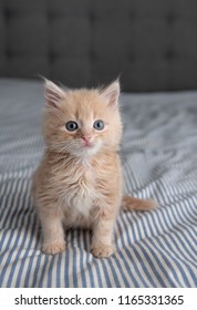 365 Buff kitten Images, Stock Photos & Vectors | Shutterstock