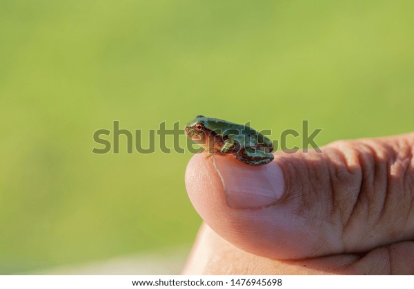5 David And Goliath Frog Images, Stock Photos & Vectors | Shutterstock