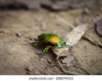 900 Bettle Images, Stock Photos & Vectors | Shutterstock