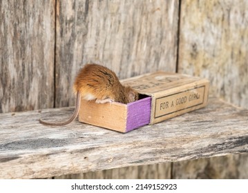 3,377 Mouse hiding Images, Stock Photos & Vectors | Shutterstock
