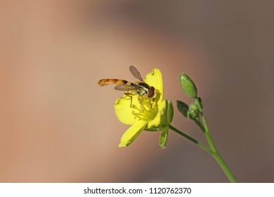 81 Tiny Rocket Flower Images, Stock Photos & Vectors | Shutterstock