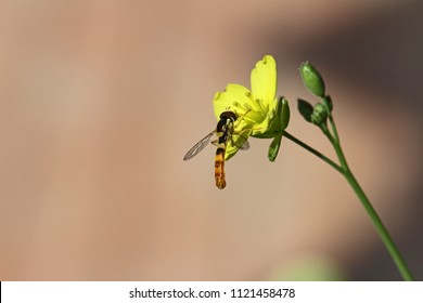 81 Tiny Rocket Flower Images, Stock Photos & Vectors | Shutterstock