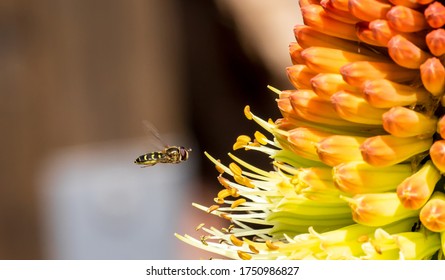 81 Tiny Rocket Flower Images, Stock Photos & Vectors | Shutterstock