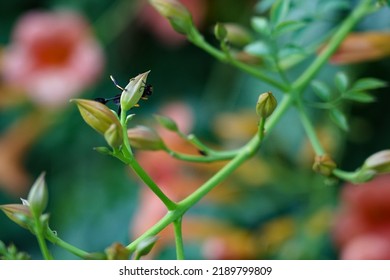 18,981 Suck nectar flower Images, Stock Photos & Vectors | Shutterstock