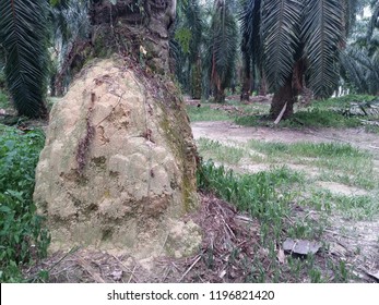 Tiny Insects Mud Mound Stock Photo 1196821420 | Shutterstock