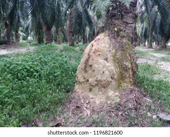 Tiny Insects Mud Mound Stock Photo 1196821600 | Shutterstock