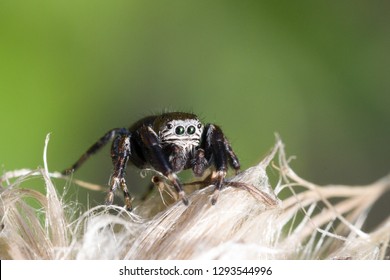 Tiny Jumping Spider Stock Photo 1293544996 | Shutterstock
