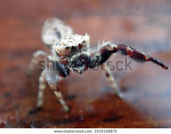 Tiny Jumping Spider Rearing Miniature Legs Stock Photo 1018168870 ...