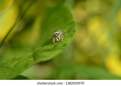 59 Zebra back spider Images, Stock Photos & Vectors | Shutterstock