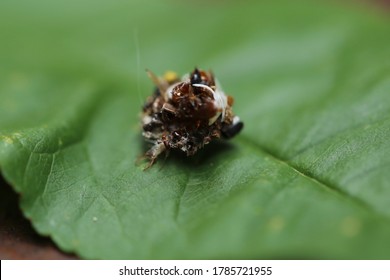 1,301 Junk bug Images, Stock Photos & Vectors | Shutterstock