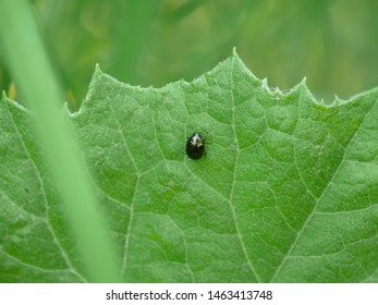 Tiny Leaf Beetle Ca 4mm Long Stock Photo 1463413748 | Shutterstock