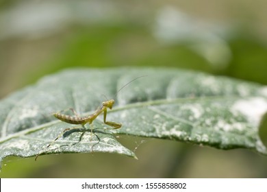 1,163 Tiny mantis Images, Stock Photos & Vectors | Shutterstock