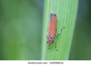 Tiny Orange Leafhopper Stock Photo 1359008627 | Shutterstock
