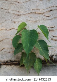 210 Indian pipal tree Images, Stock Photos & Vectors | Shutterstock