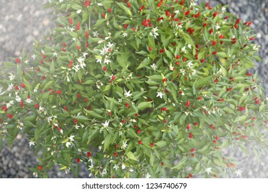Tiny Red Chilli Peppers Bush On Stock Photo 1234740679 | Shutterstock