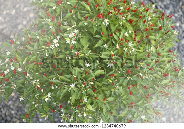 Tiny Red Chilli Peppers Bush On Stock Photo 1234740679 | Shutterstock