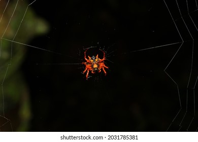 Tiny Red Spider Web West Papua Stock Photo 2031785381 | Shutterstock