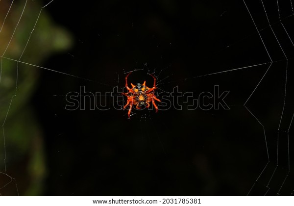 Tiny Red Spider Web West Papua Stock Photo 2031785381 | Shutterstock