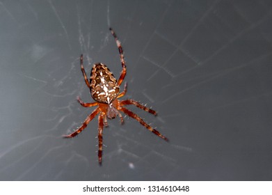 Tiny Red White Transparent Looking Spider Stock Photo 1314610448 ...
