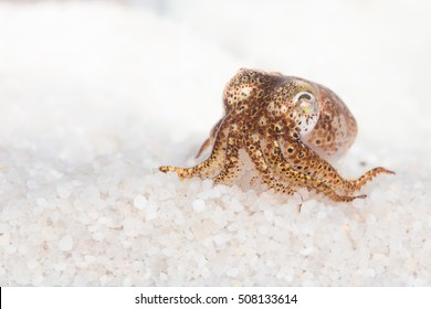 8 Dwarf bobtail Images, Stock Photos & Vectors | Shutterstock
