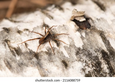 646 Arachnitis Images, Stock Photos & Vectors | Shutterstock