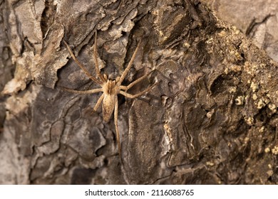 646 Arachnitis Images, Stock Photos & Vectors | Shutterstock