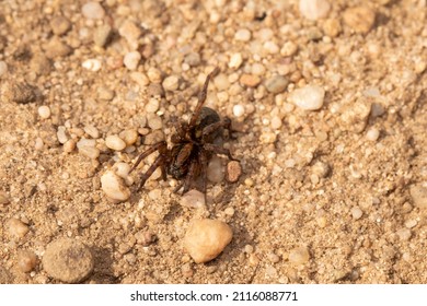 646 Arachnitis Images, Stock Photos & Vectors | Shutterstock