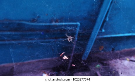Tiny Spider On Web Stock Photo 1023277594 | Shutterstock