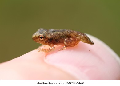 Spring peeper Images, Stock Photos & Vectors | Shutterstock