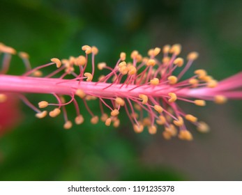 Tiny Stigma Flower Stock Photo 1191235378 | Shutterstock