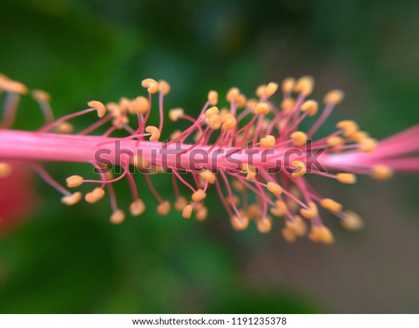 Tiny Stigma Flower Stock Photo 1191235378 | Shutterstock