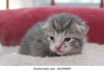 Tiny Tabby Kitten Stock Photo (Edit Now) 601490900