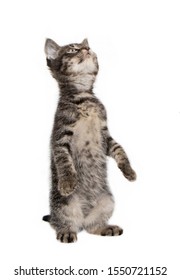 Tiny Tabby Kitten Studio Stock Photo 1550721152 | Shutterstock