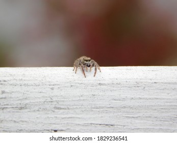 172 Tan jumping spider Images, Stock Photos & Vectors | Shutterstock
