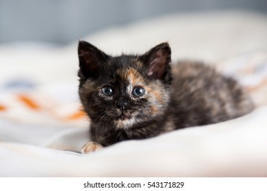 1,934 Tortoise Shell Cat Images, Stock Photos & Vectors | Shutterstock
