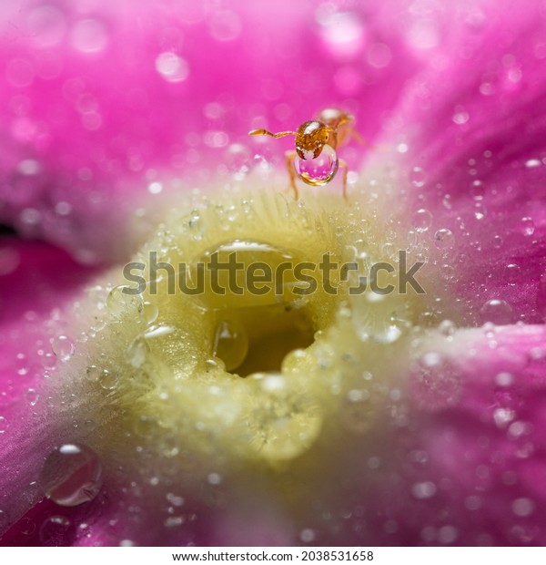 Tiny Translucent Ant Carries Water Droplet Stock Photo 2038531658 ...