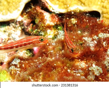 81 Triple fin Images, Stock Photos & Vectors | Shutterstock