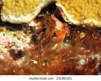 81 Triple fin Images, Stock Photos & Vectors | Shutterstock