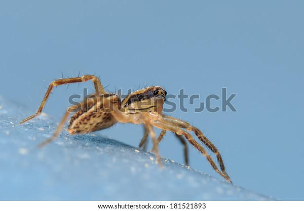 Tiny Wolf Spider On Blue Surface Stock Photo 181521893 | Shutterstock