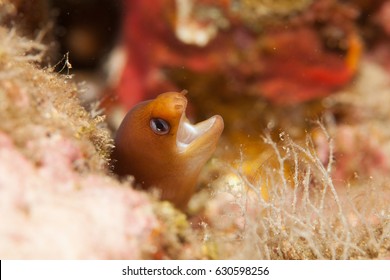Tiny Yellow Dwarf Moray Eel Mouth Stock Photo 630598256 | Shutterstock