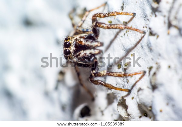 Tiny Zebra Jumping Spider Looking Wild Stock Photo 1105539389 ...